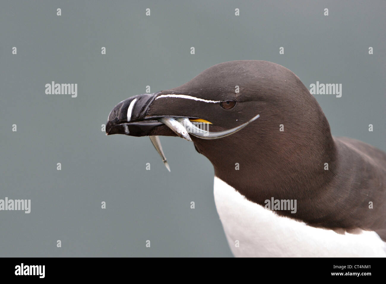 Razorbills shetland islands hi-res stock photography and images - Alamy