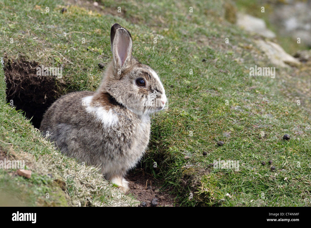 Rabbit burrow scotland hi-res stock photography and images - Alamy