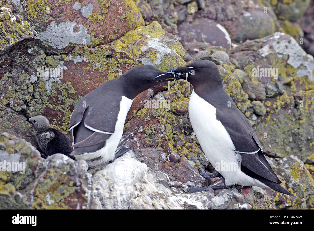 Juvenile razorbill hi-res stock photography and images - Alamy