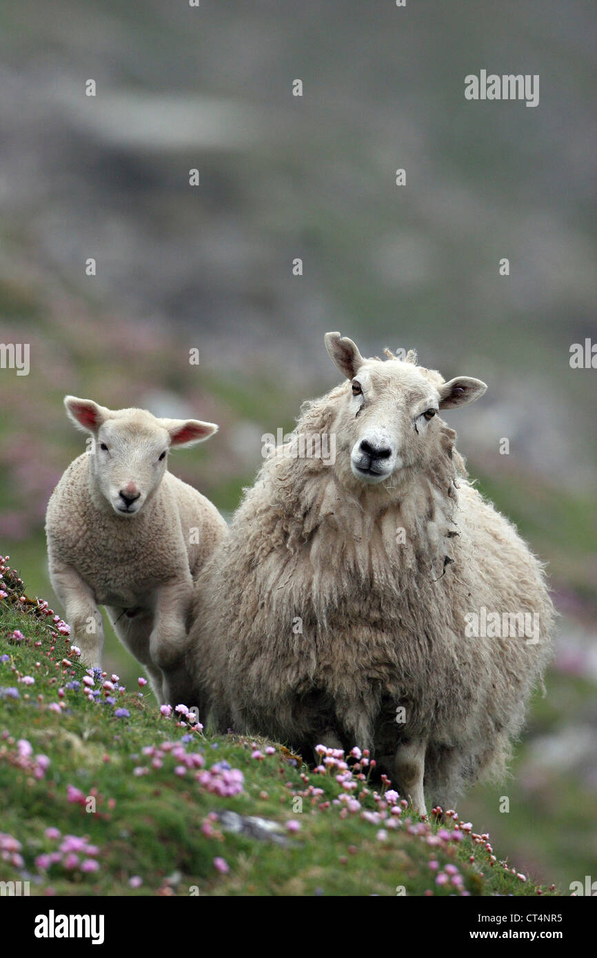 Goat mummy hi-res stock photography and images - Alamy