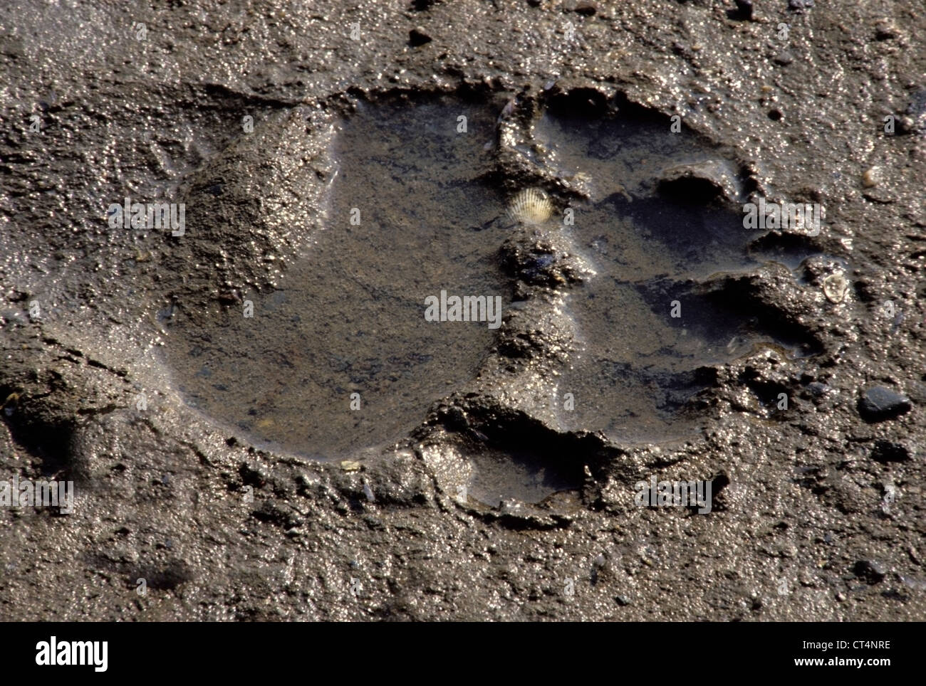 Mud Print Stock Photos & Mud Print Stock Images - Alamy