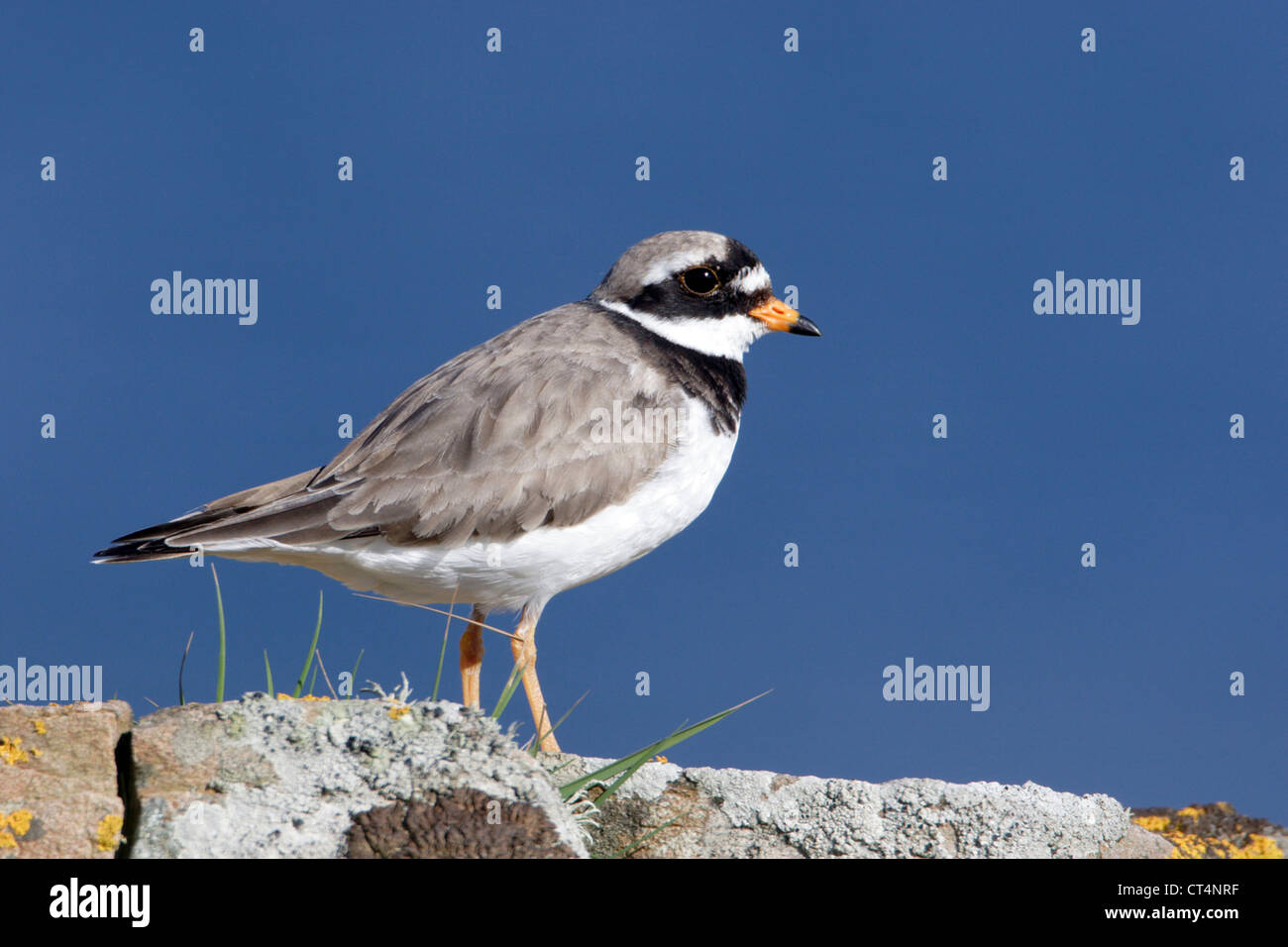 COMMON RINGED PLOVER Stock Photo - Alamy