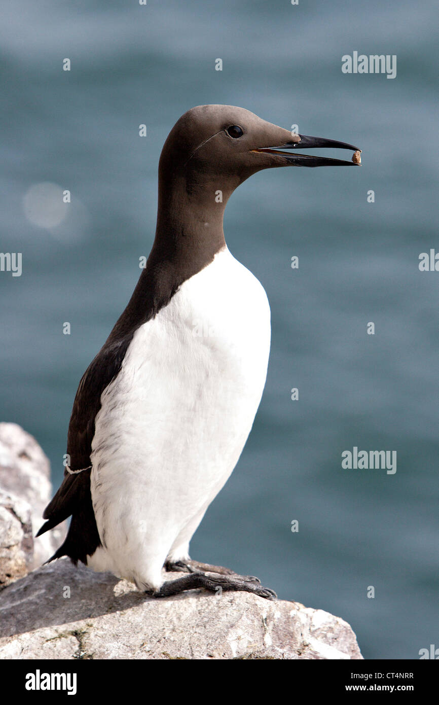Common murres on rocky hi-res stock photography and images - Alamy