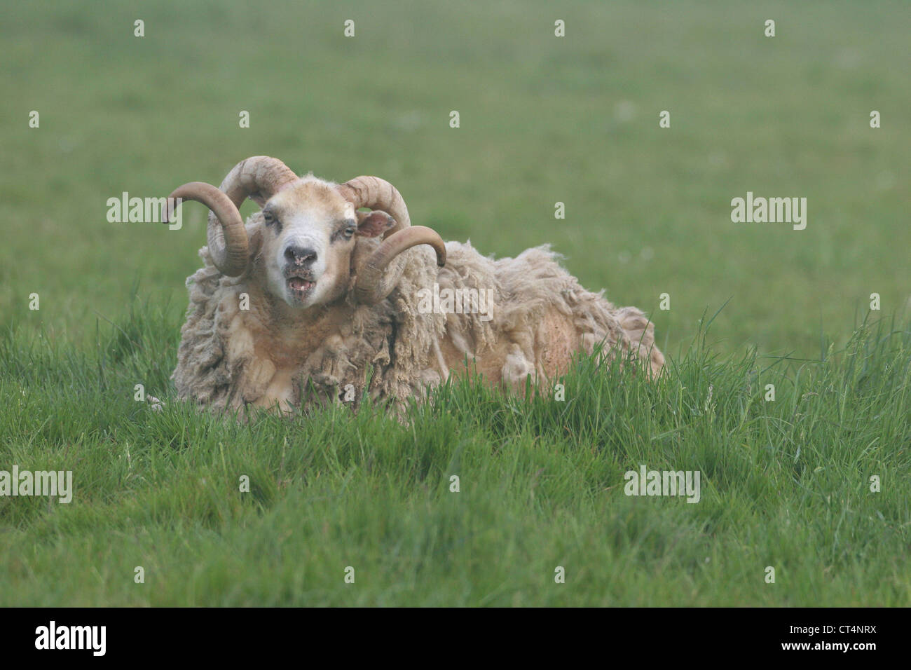 Ram mouth hi-res stock photography and images - Alamy