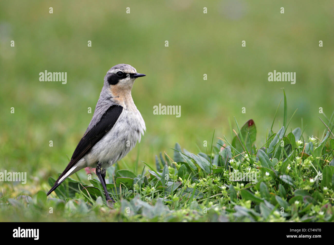 Single wheatear hi-res stock photography and images - Alamy