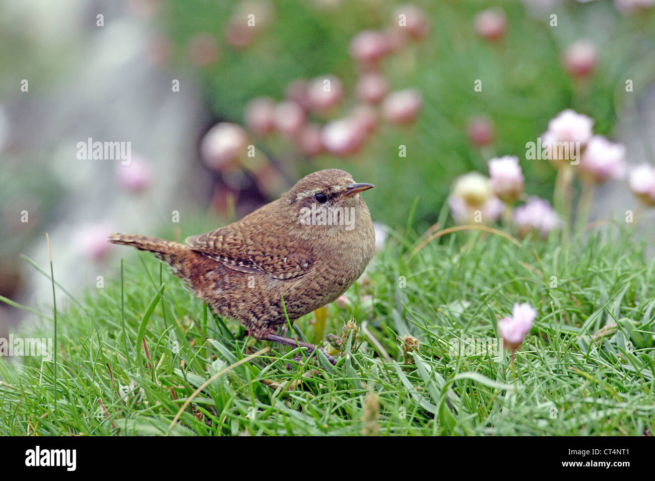 Shetland wren hi-res stock photography and images - Alamy