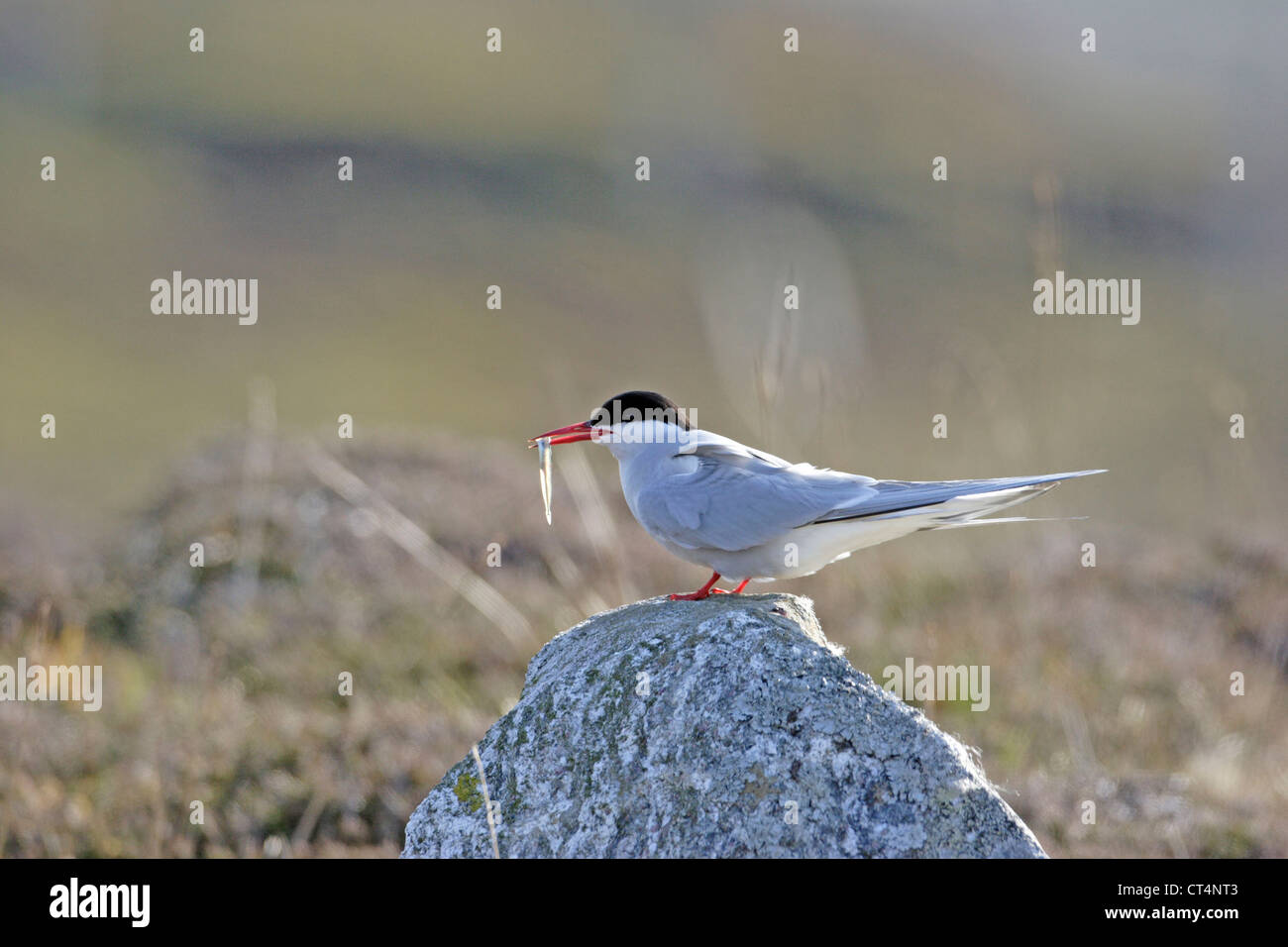 Sterna sp hi-res stock photography and images - Alamy