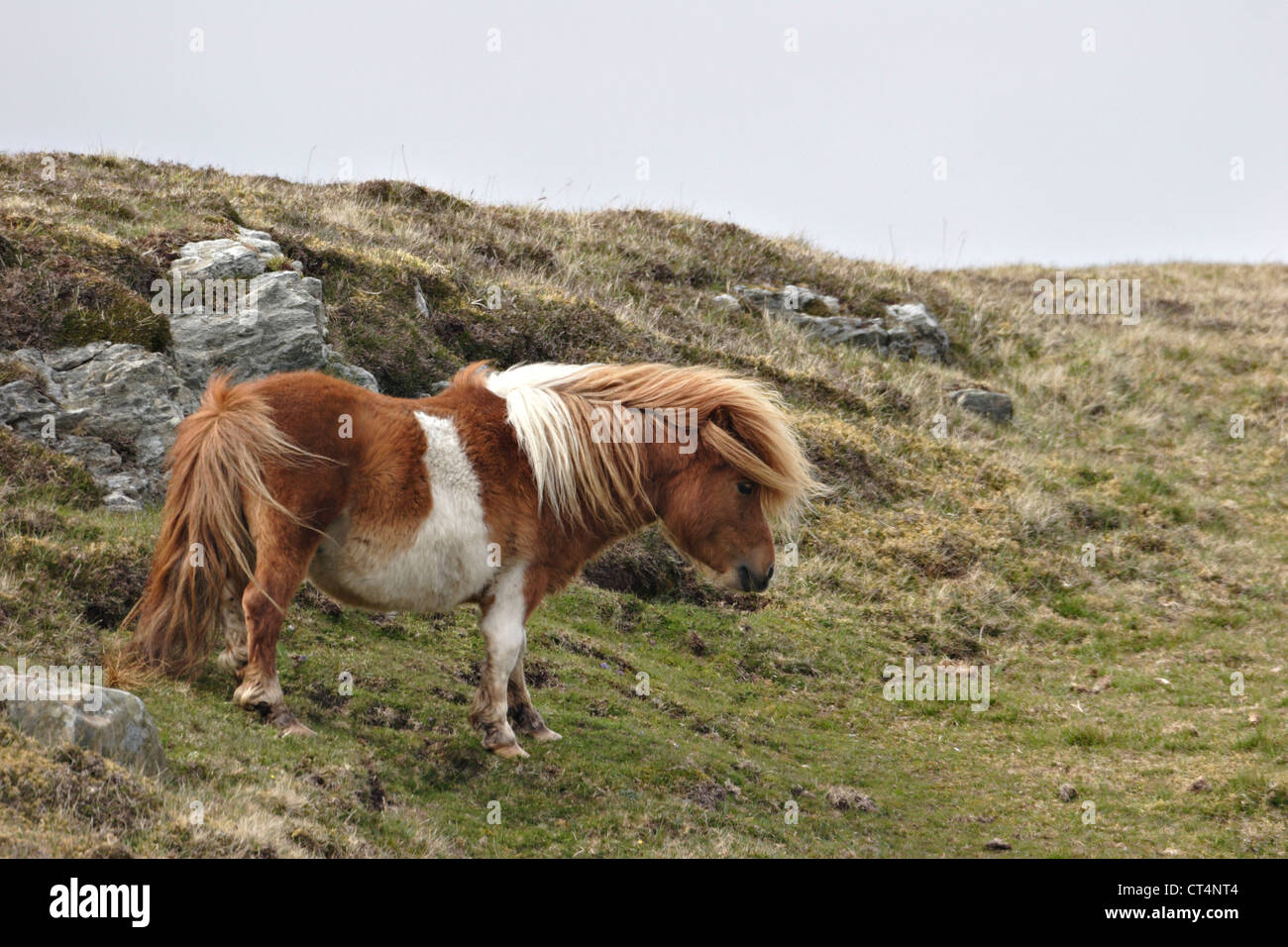 Pony shetland equus sp hi-res stock photography and images - Alamy