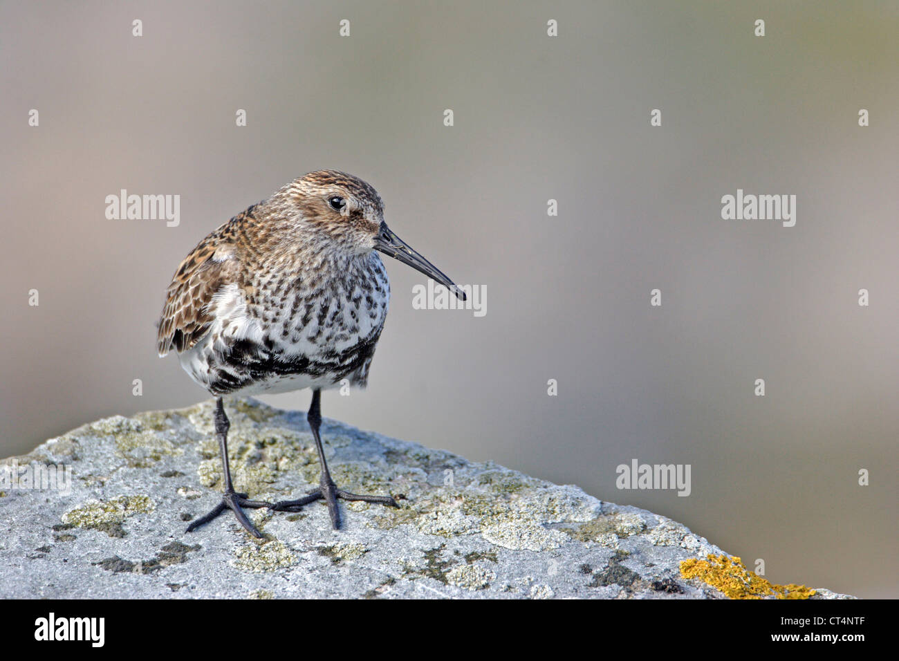 Dunlin in scotland hi-res stock photography and images - Alamy