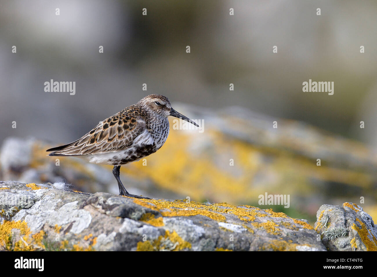 Dunlin in scotland hi-res stock photography and images - Alamy