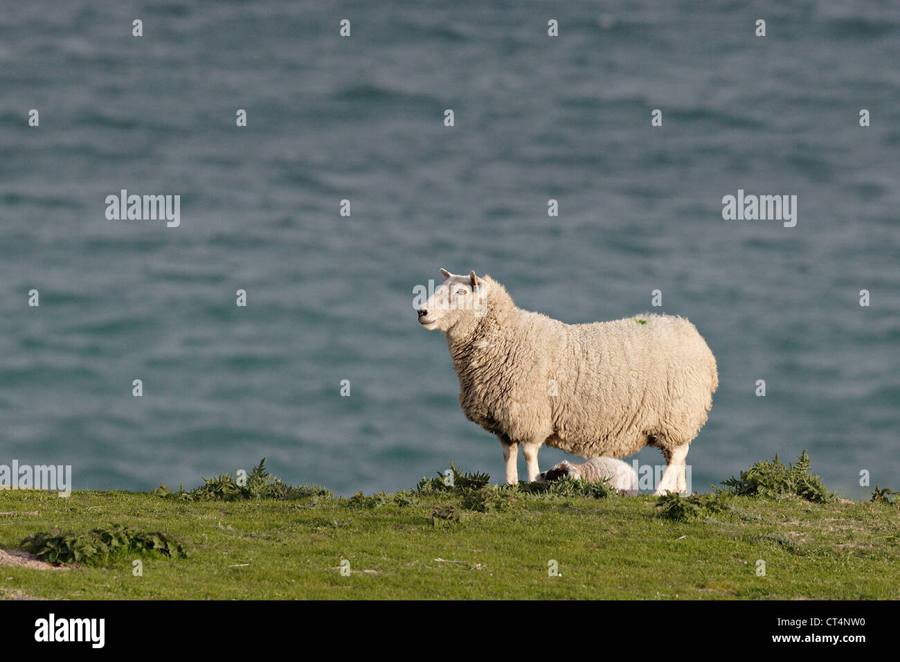 Mummy sheep hi-res stock photography and images - Alamy