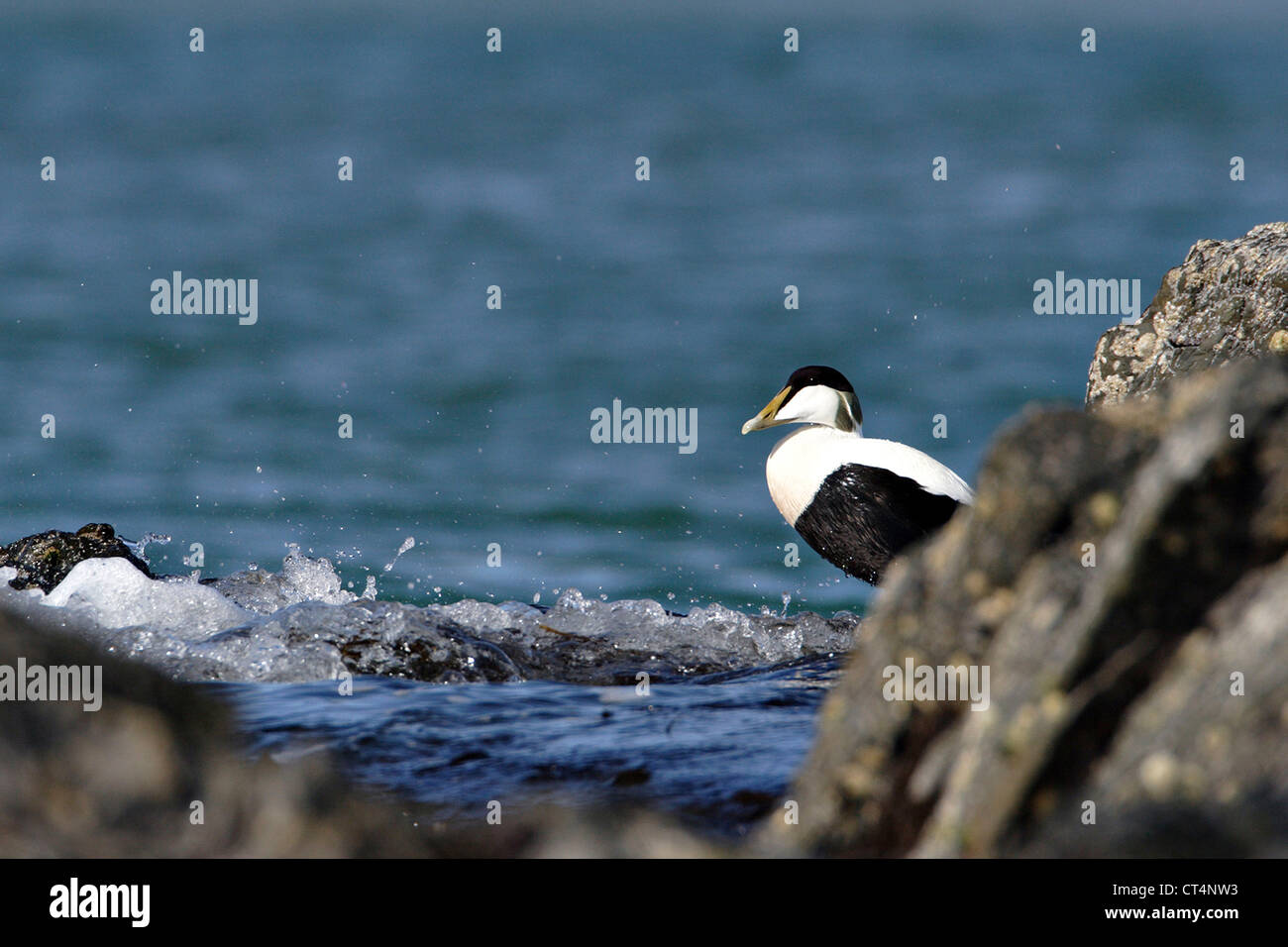 Eiders britain hi-res stock photography and images - Alamy