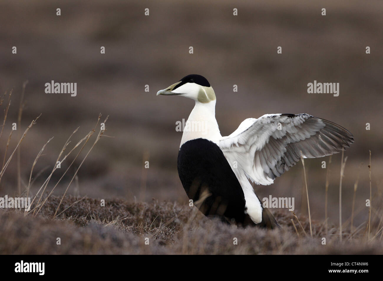 Eiders britain hi-res stock photography and images - Alamy