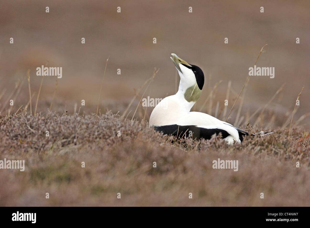 Eiders britain hi-res stock photography and images - Alamy
