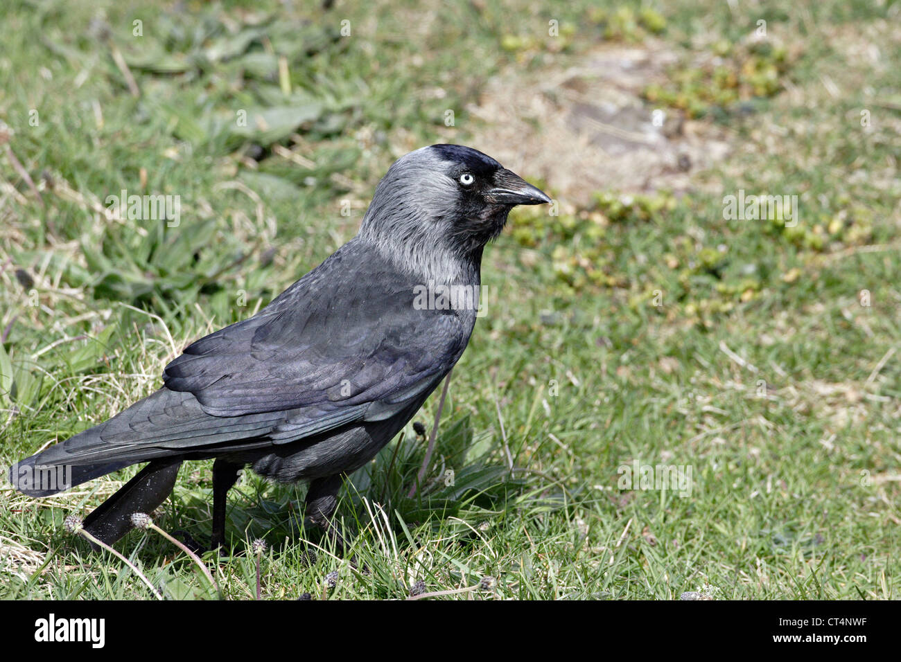 Jackdaw scotland hi-res stock photography and images - Alamy