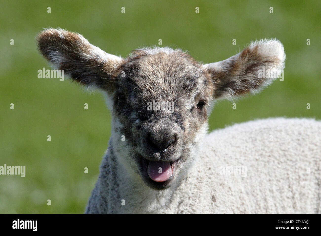 Screaming goat hi-res stock photography and images - Alamy