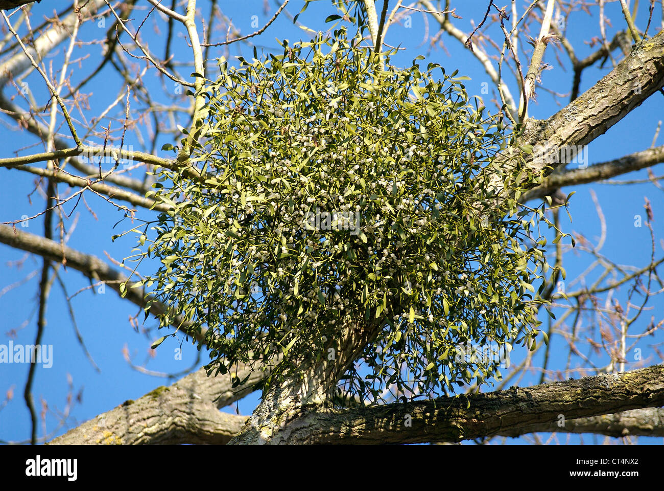 Birdlime mistletoe viscum album hi-res stock photography and images - Alamy