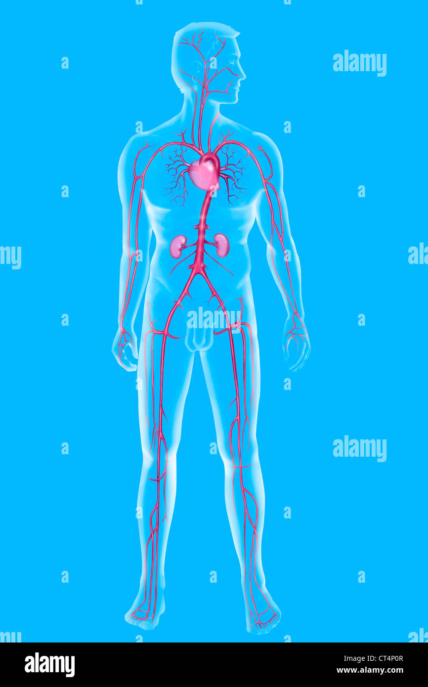 BLOOD CIRCULATION, ILLUSTRATION Stock Photo - Alamy
