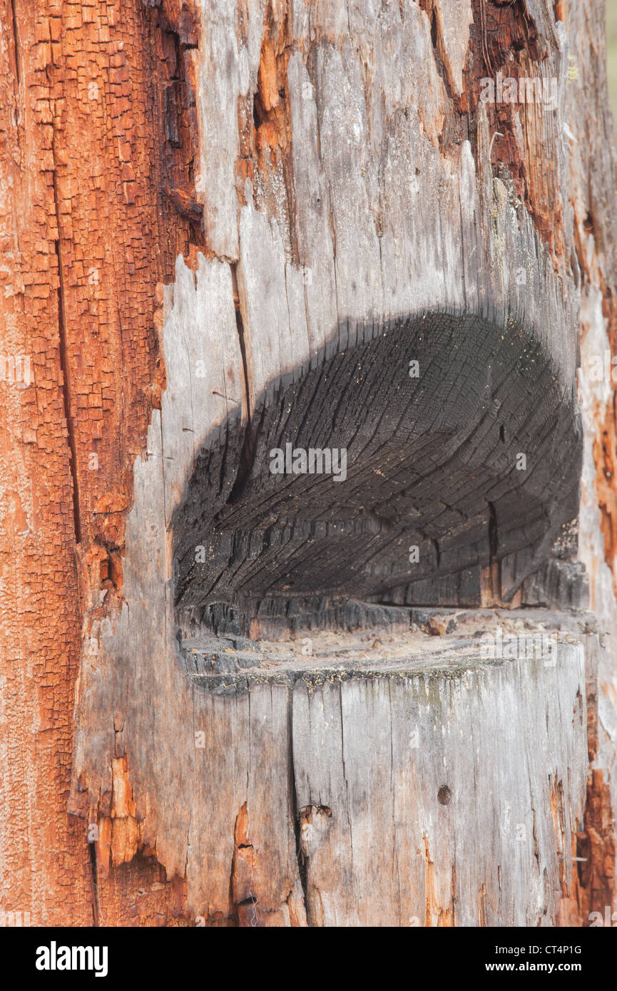 Cut in a tree trunk. The cut is known as springboard cuts. Cuts are ...