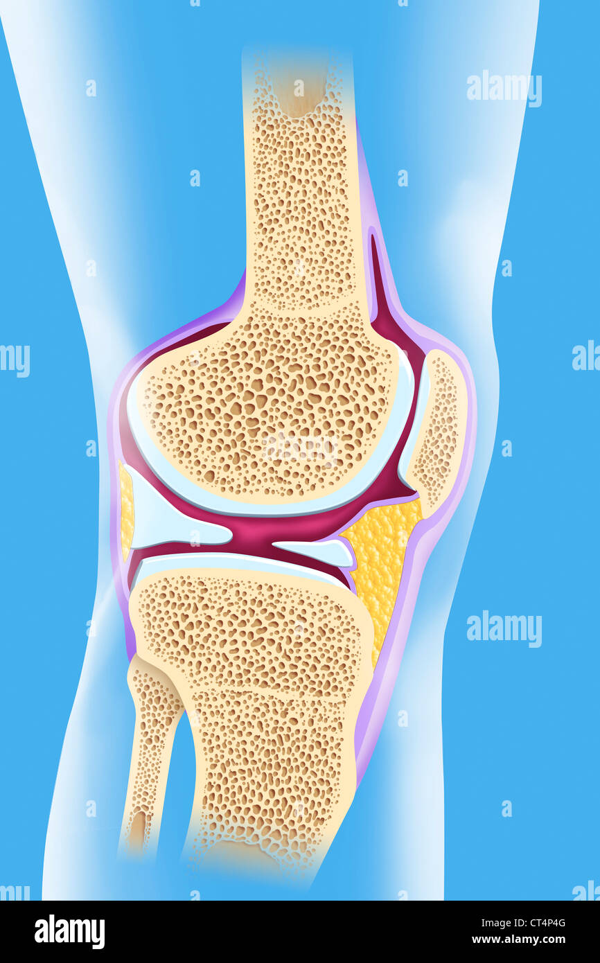 Articular Capsule High Resolution Stock Photography and Images - Alamy