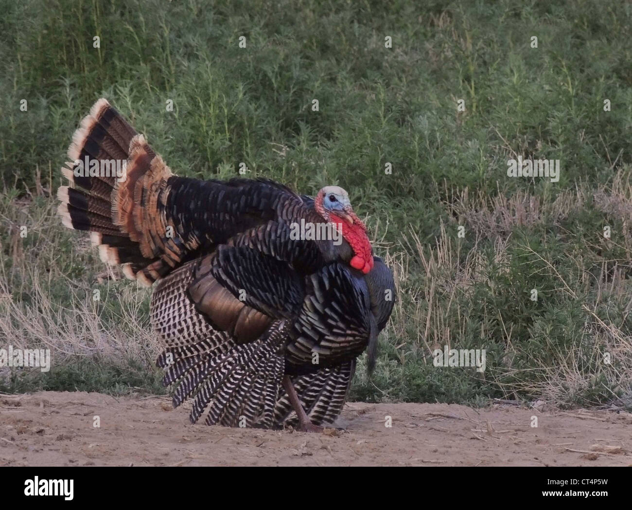 Turkey Mating High Resolution Stock Photography and Images - Alamy