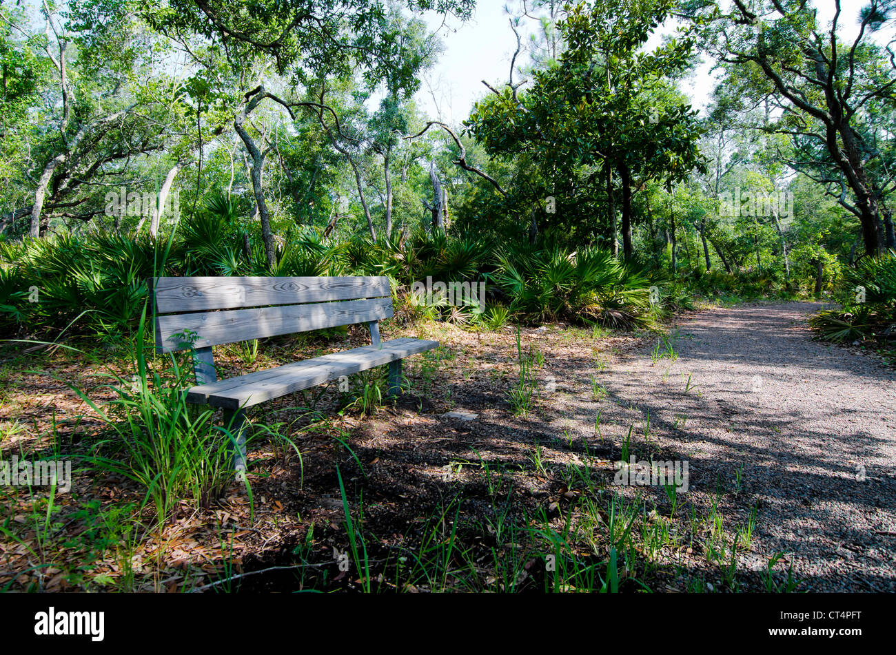 Forest trail with bench hi-res stock photography and images - Alamy