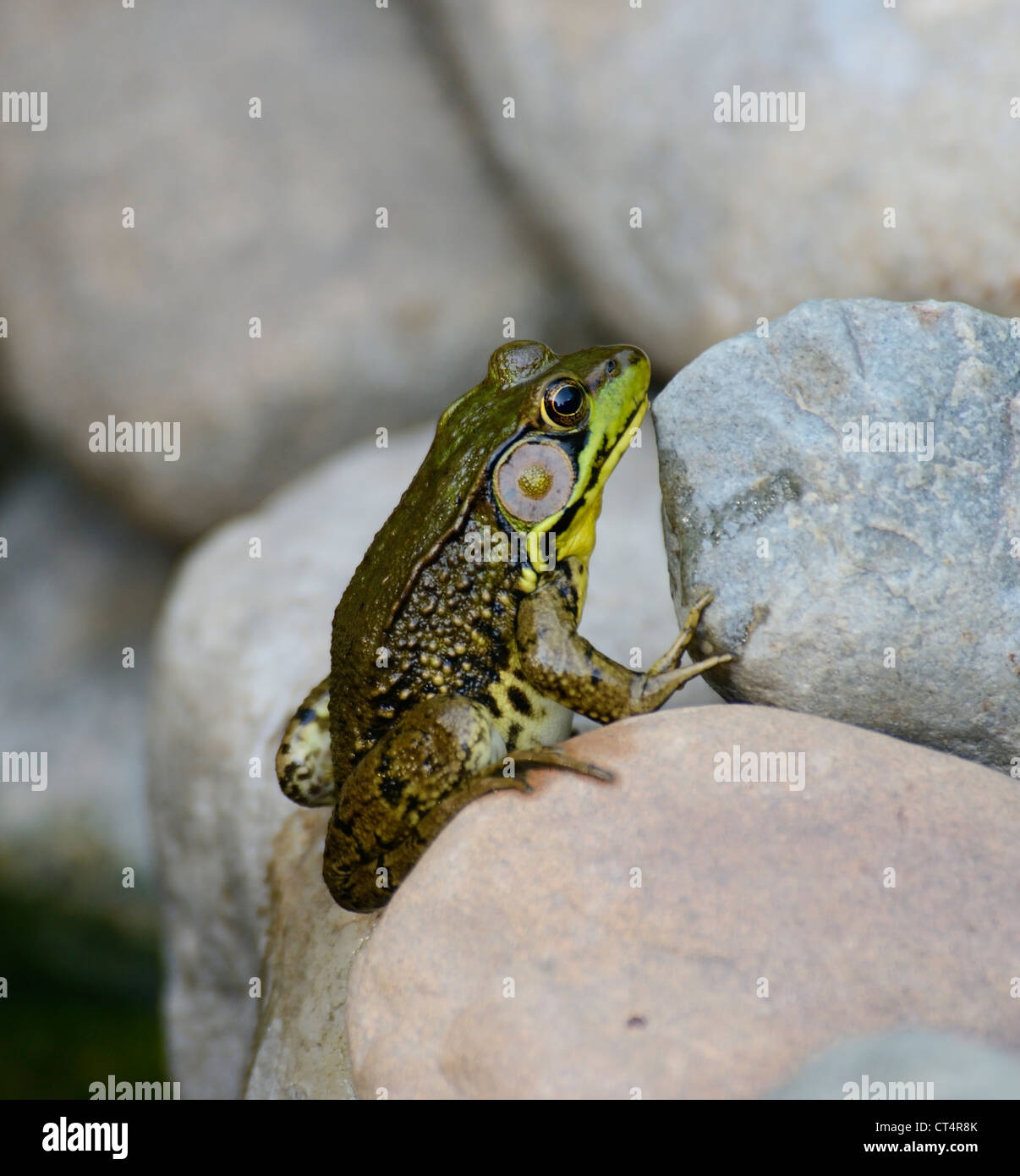 Frog on the rocks hi-res stock photography and images - Alamy