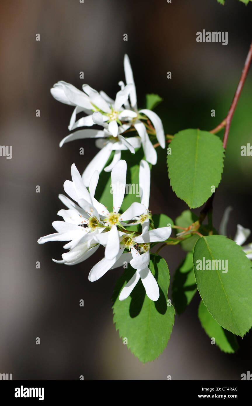 Saskatoon Berry Plant Blooming High Resolution Stock Photography and ...