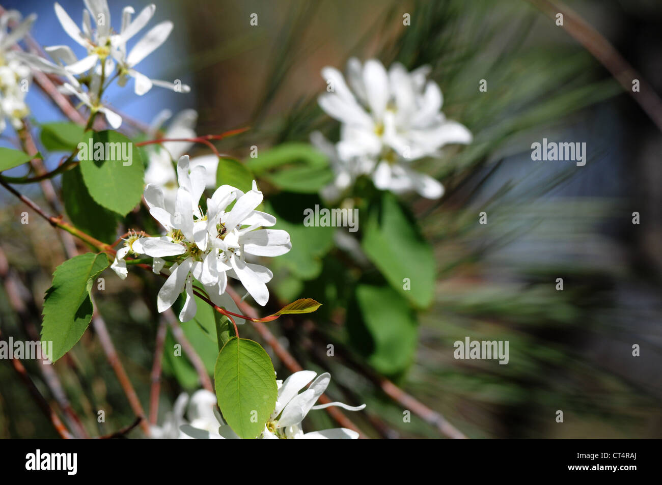 Saskatoon berry plant blooming in spring Stock Photo - Alamy