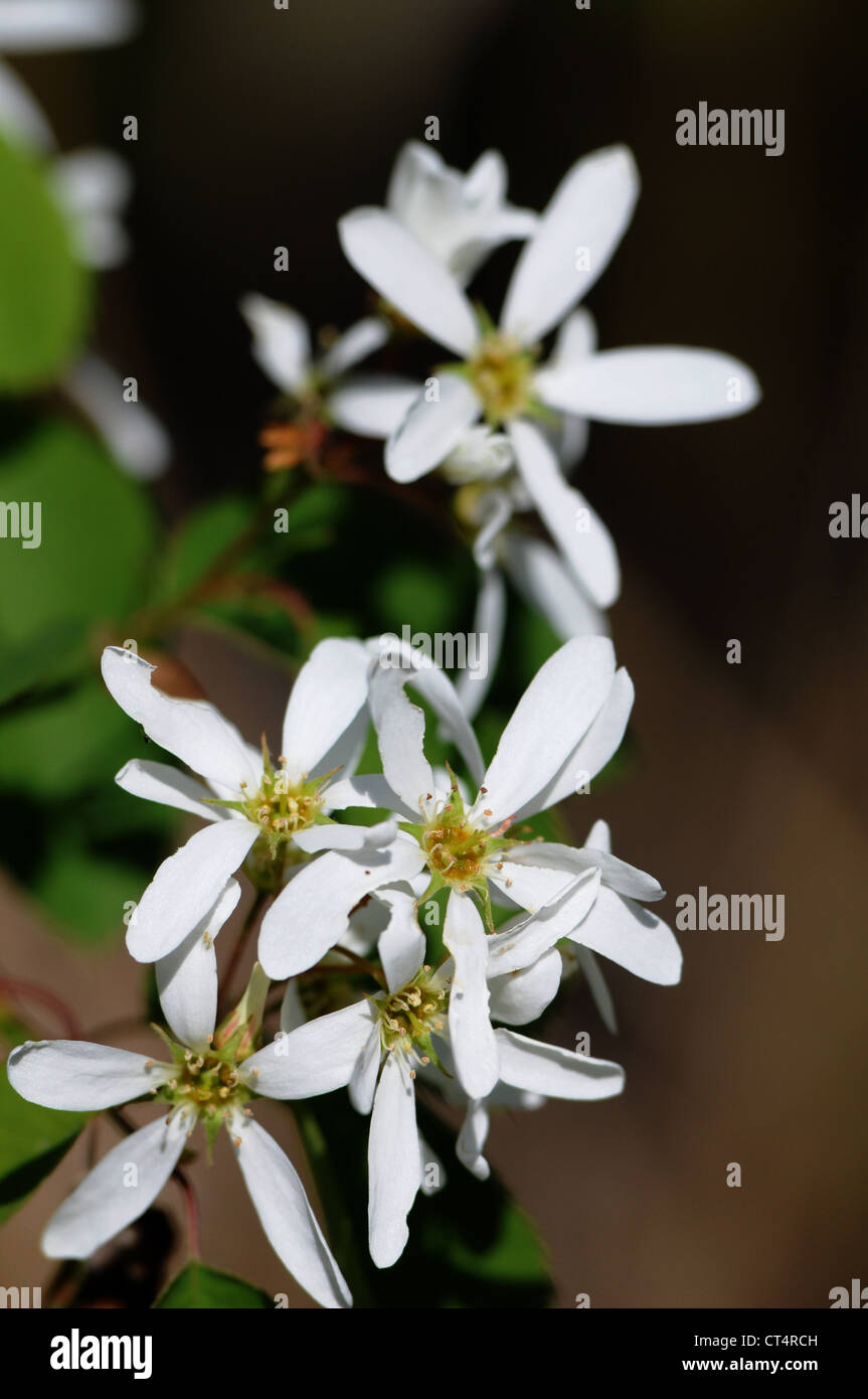 Saskatoon berry tree hi-res stock photography and images - Alamy