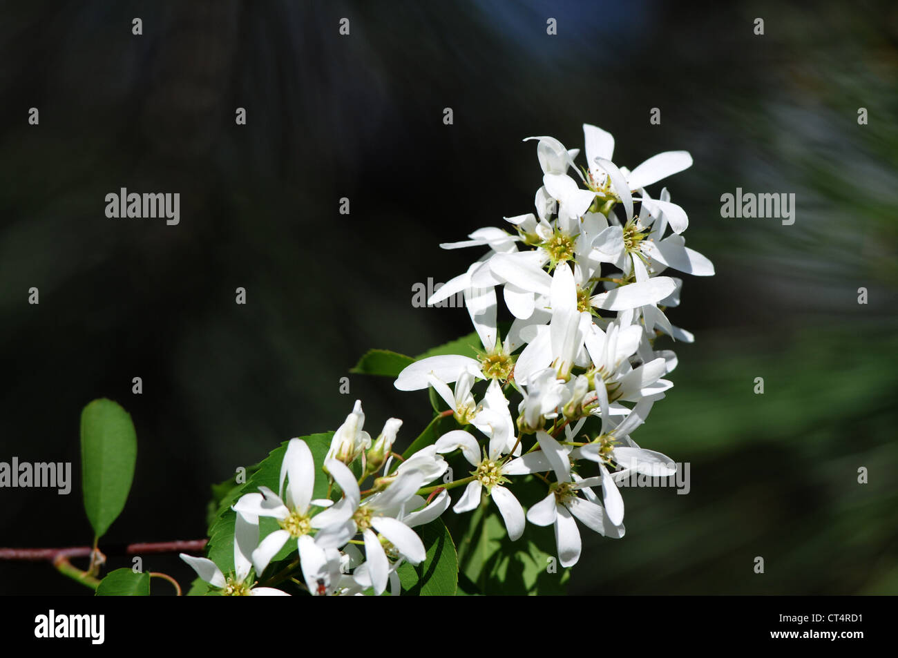 Saskatoon berry plant blooming in spring Stock Photo - Alamy