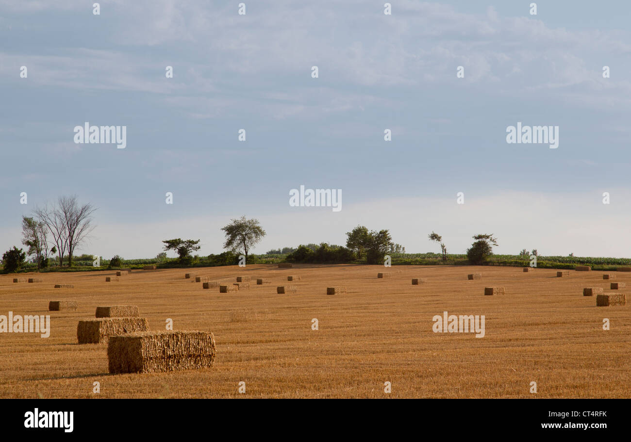 Field of baled hay hi-res stock photography and images - Alamy