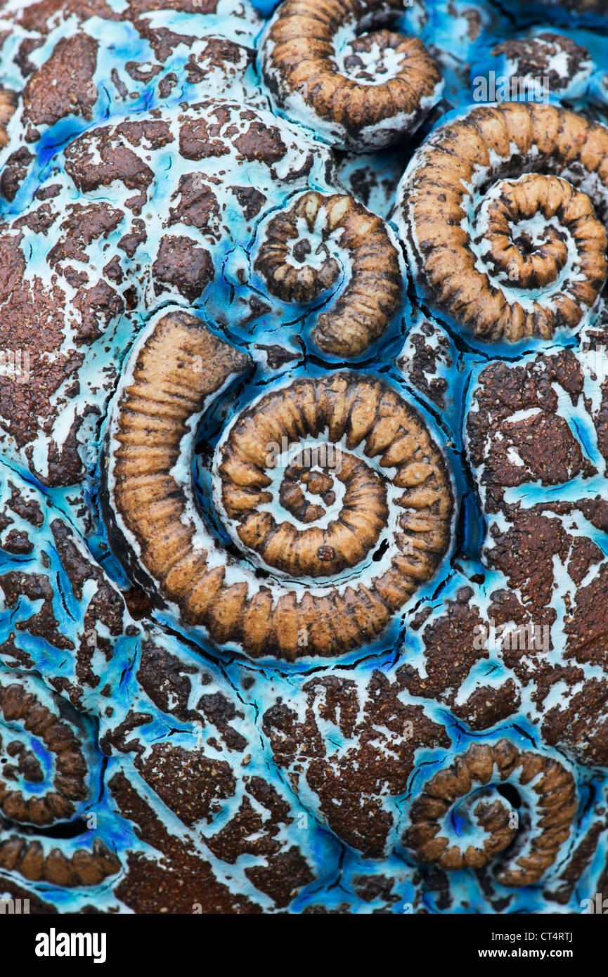 Ammonite fossils hi-res stock photography and images - Alamy