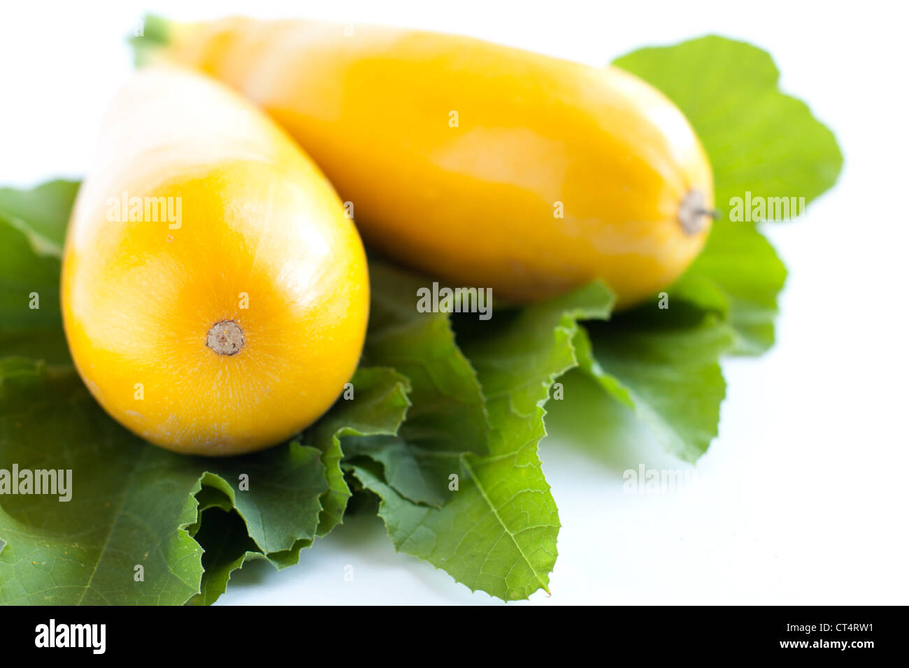 Two large yellow zucchini on a green leaf Stock Photo - Alamy