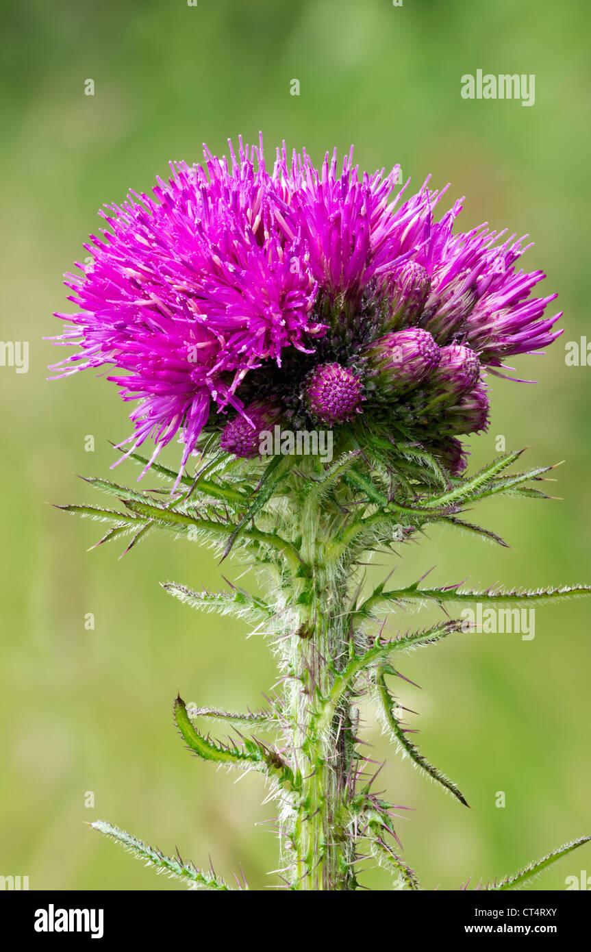 Cirsium palustre Marsh Thistle Asteraceae Stock Photo - Alamy