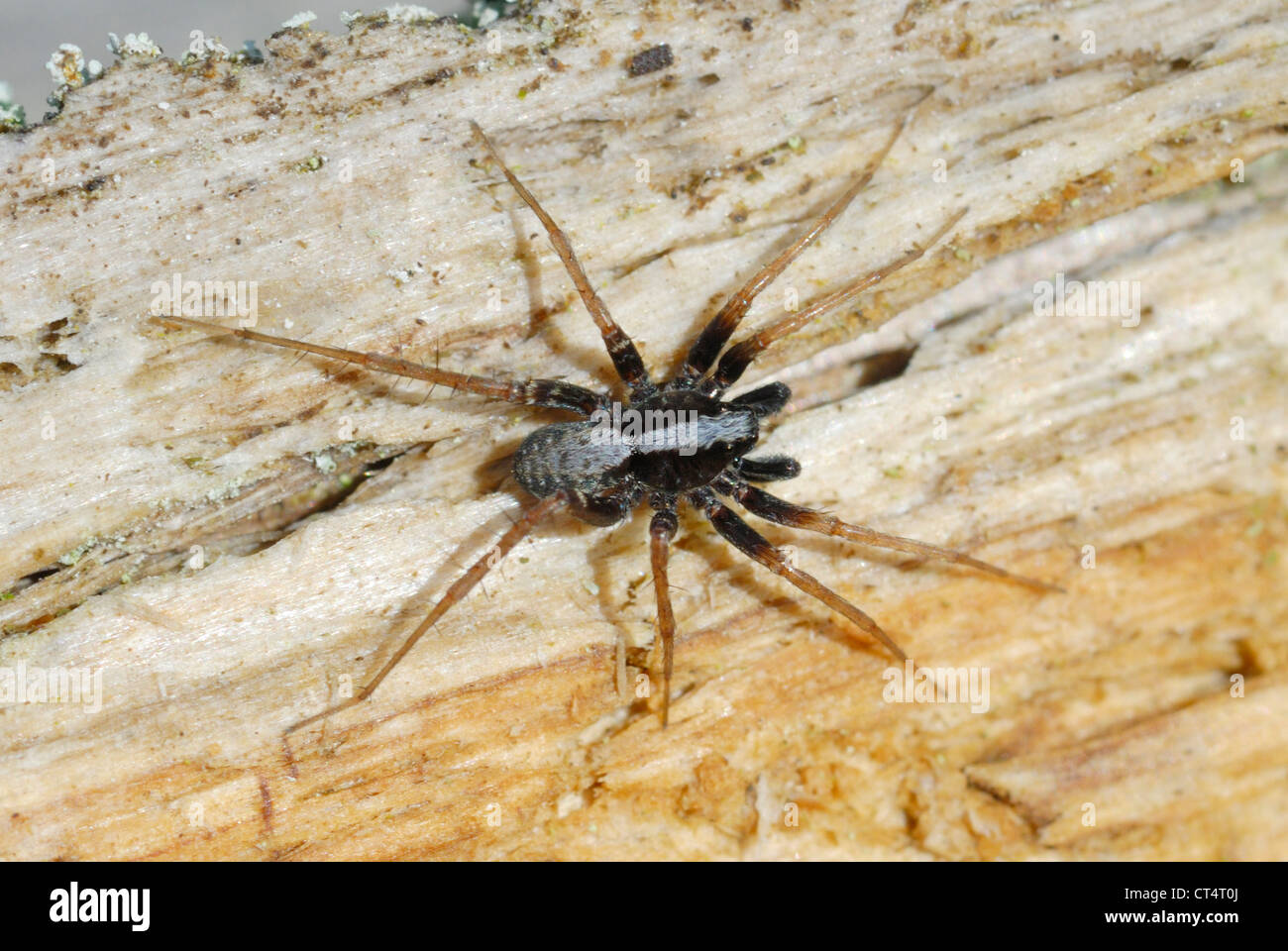 Mature male Dancing Wolf Spider (Pardosa saltans) on the heathland of ...