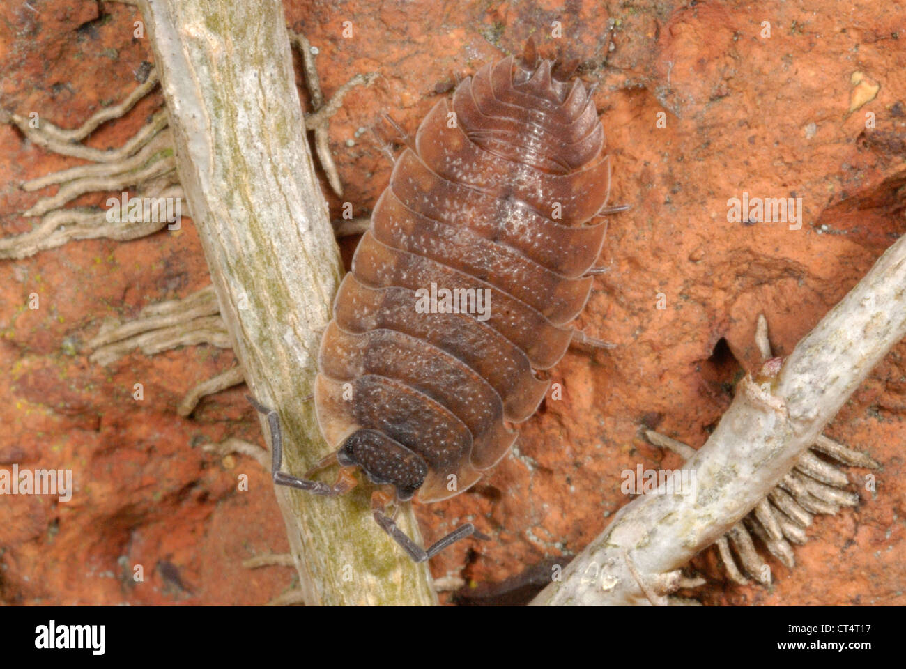 Red form of the Common Rough Woodlouse (Porcellio scaber Stock Photo ...