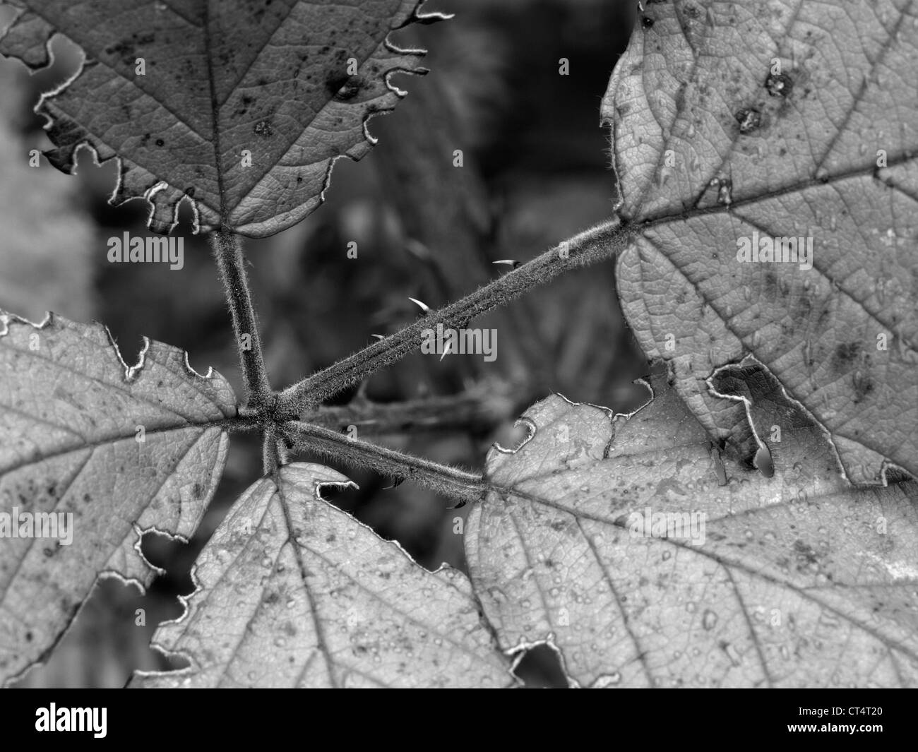 Old shrub rose Black and White Stock Photos & Images - Alamy