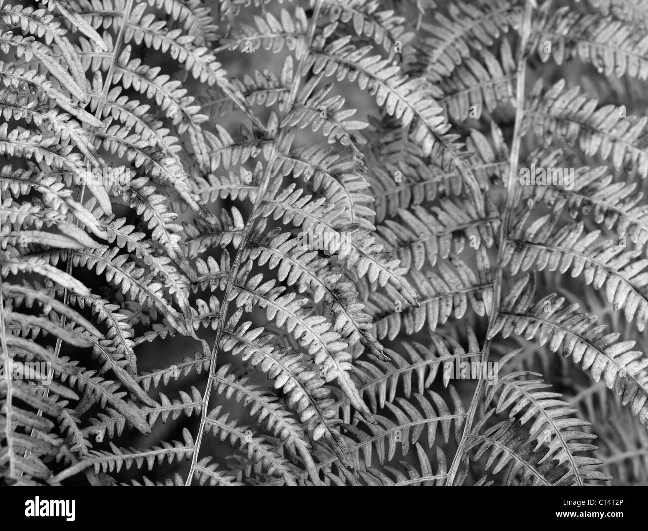 Pteridophyta hi-res stock photography and images - Alamy