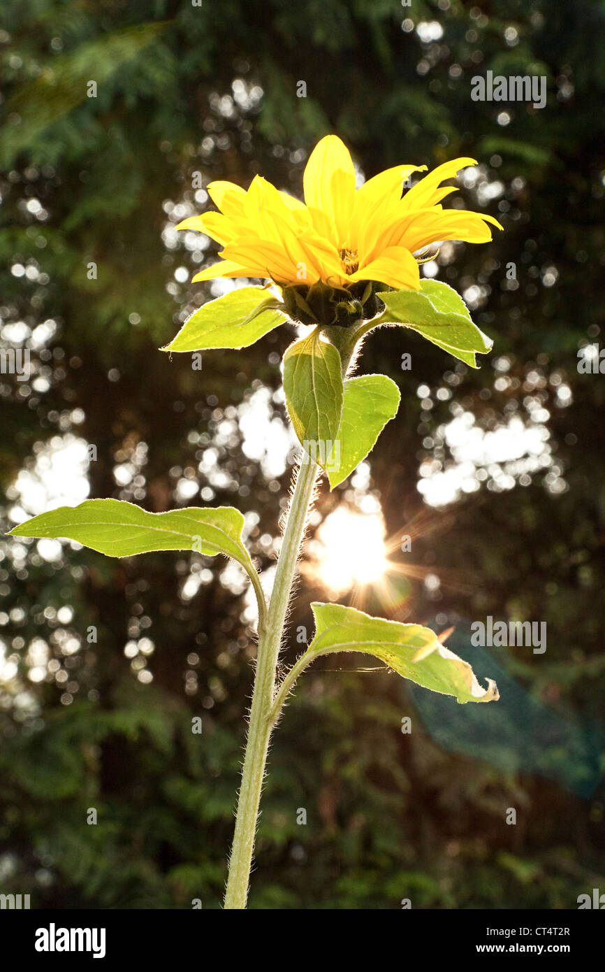 Sunflower being back lit by the setting sun shining through high hedges ...