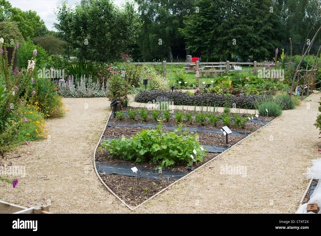 Vegetable allotment at Ryton Organic gardens in summer , Warwickshire ...