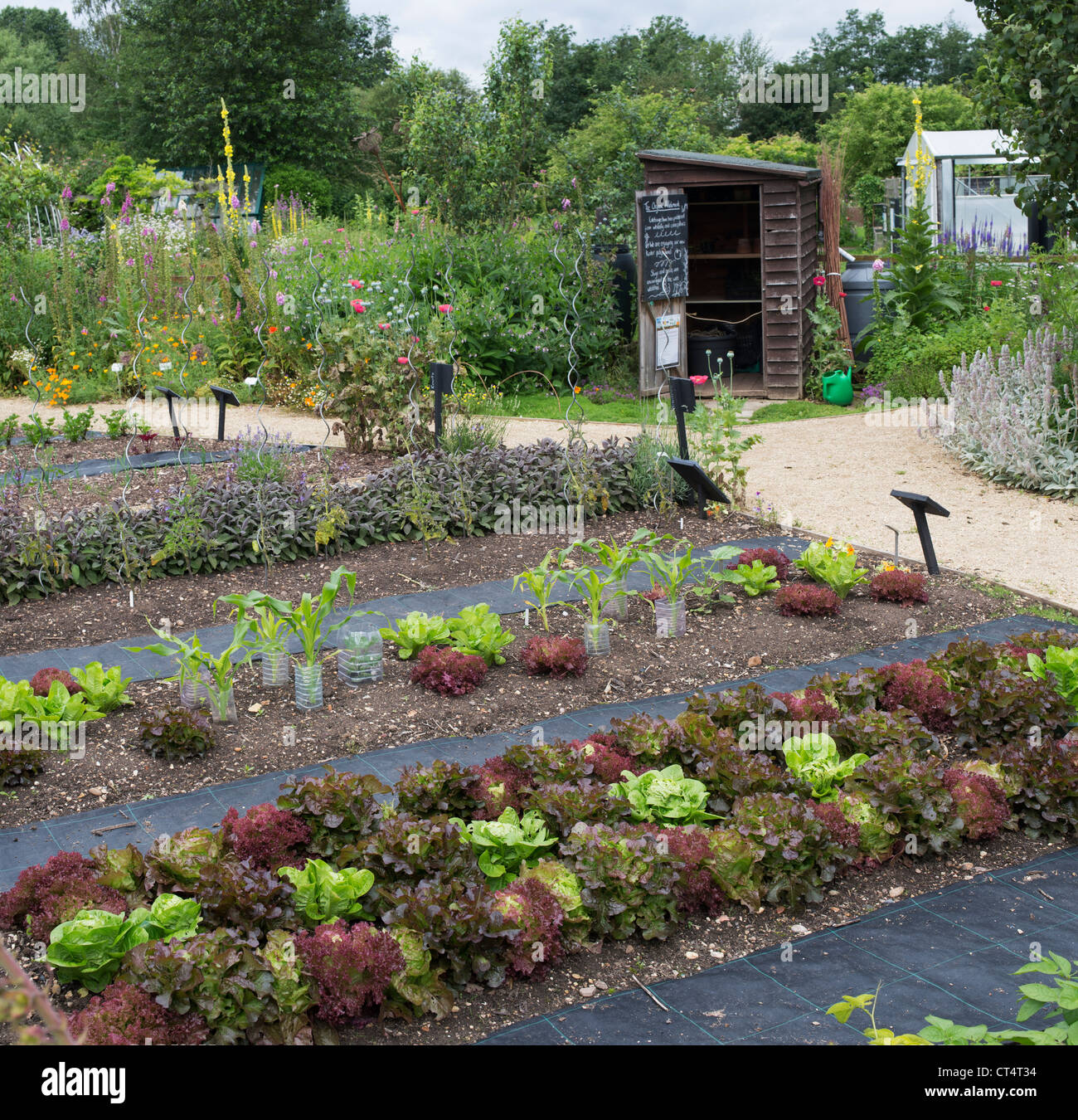 Vegetable allotment at Ryton Organic gardens in summer , Warwickshire ...