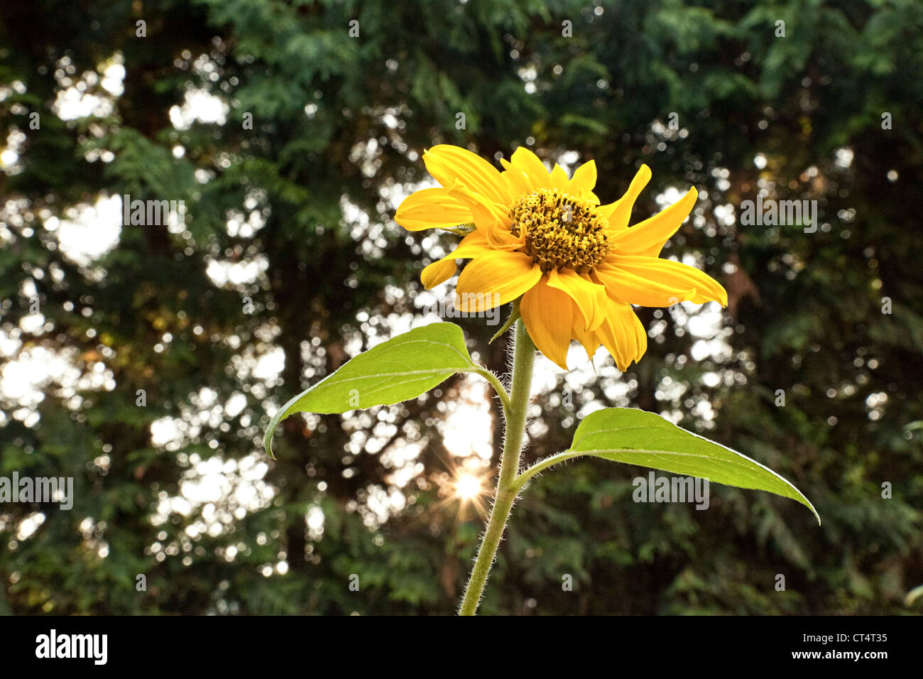 High Hedges Stock Photos & High Hedges Stock Images - Alamy
