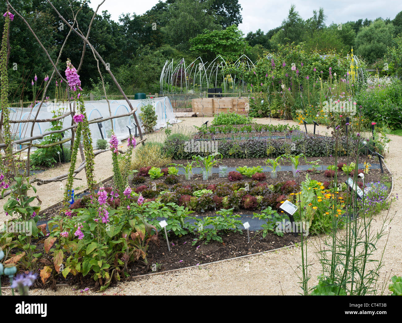Vegetable allotment at Ryton Organic gardens in summer , Warwickshire ...