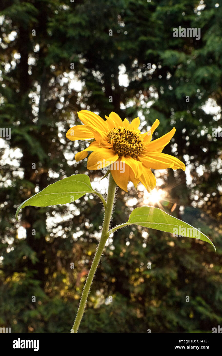 Vertical shot of a sunflower being back lit by the setting sun shining ...