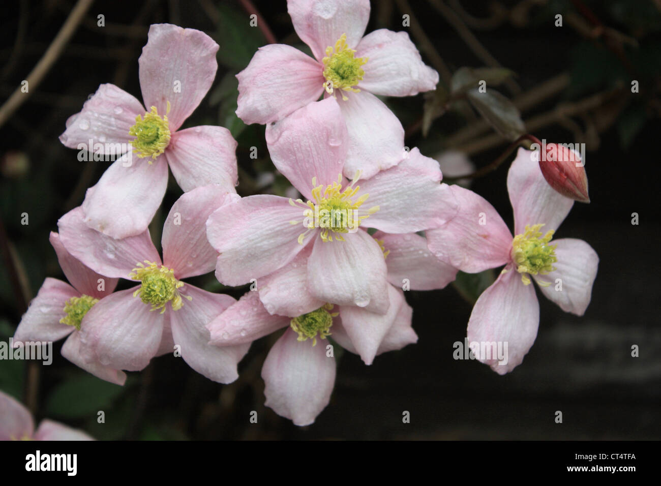 Clematis montana garden hi-res stock photography and images - Alamy