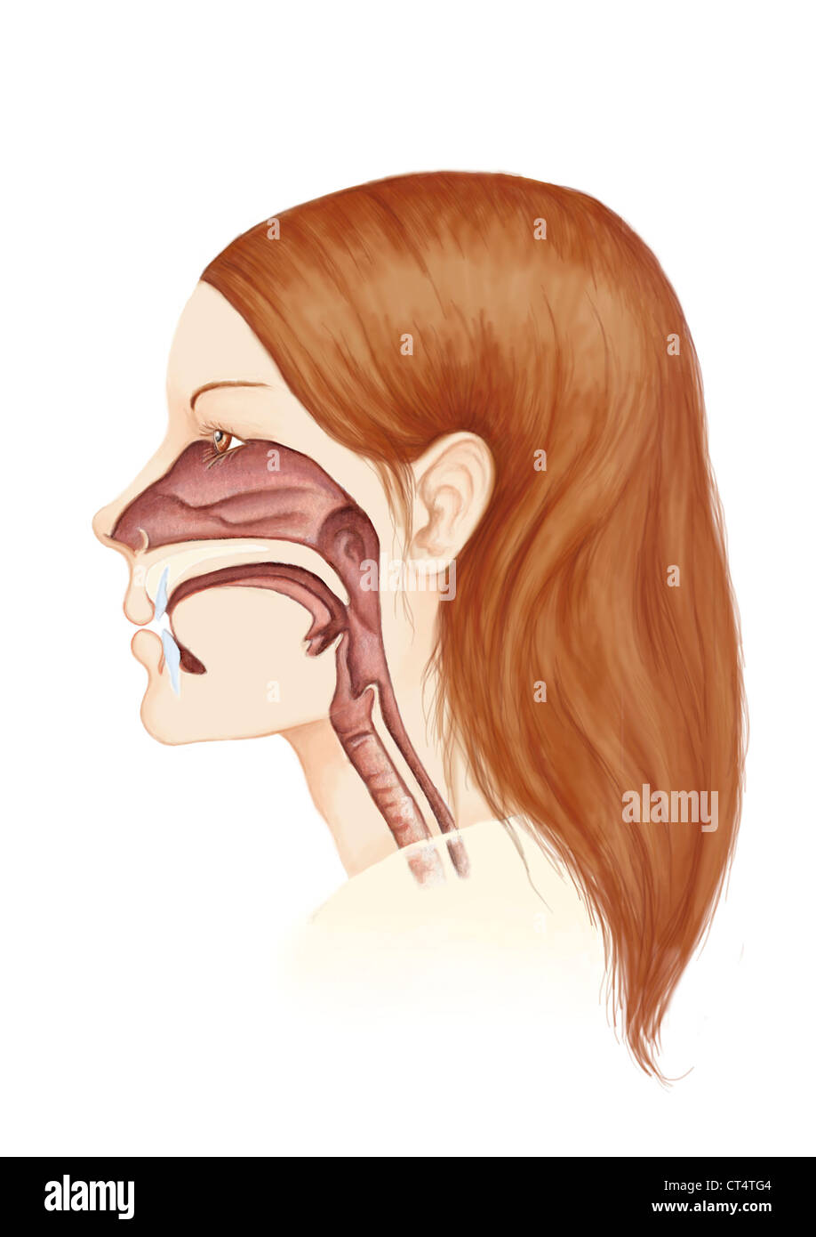 Uvula drawing hi-res stock photography and images - Alamy