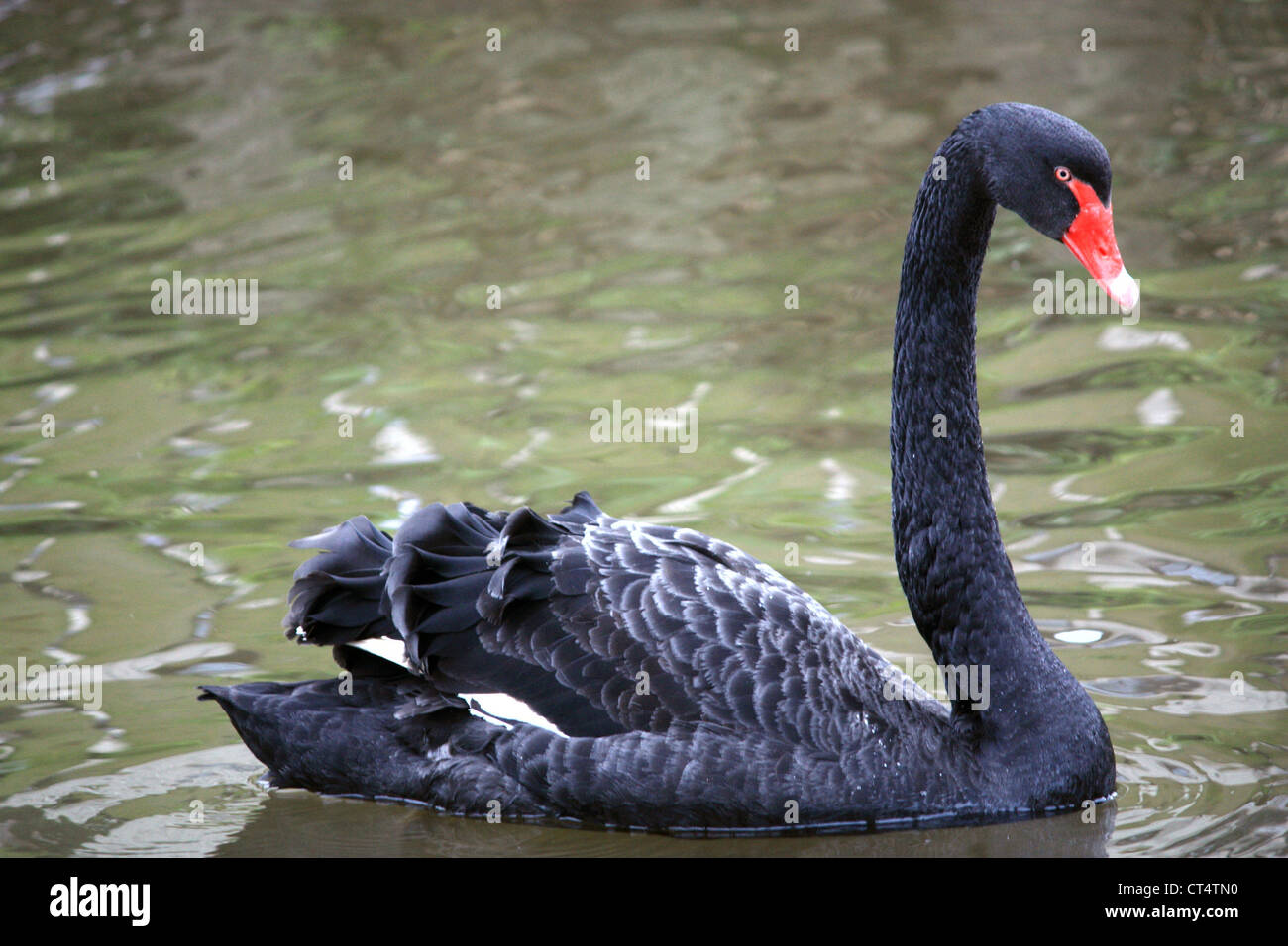 Black Swan (cygnus atratus Stock Photo - Alamy