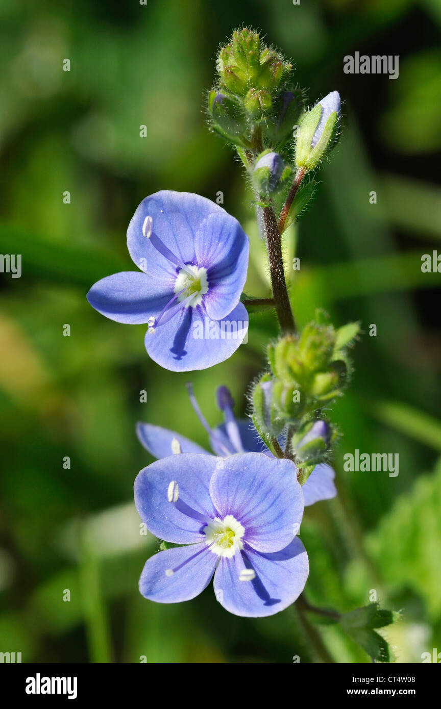 Germander Speedwell - Veronica chamaedrys Two flowers Stock Photo - Alamy