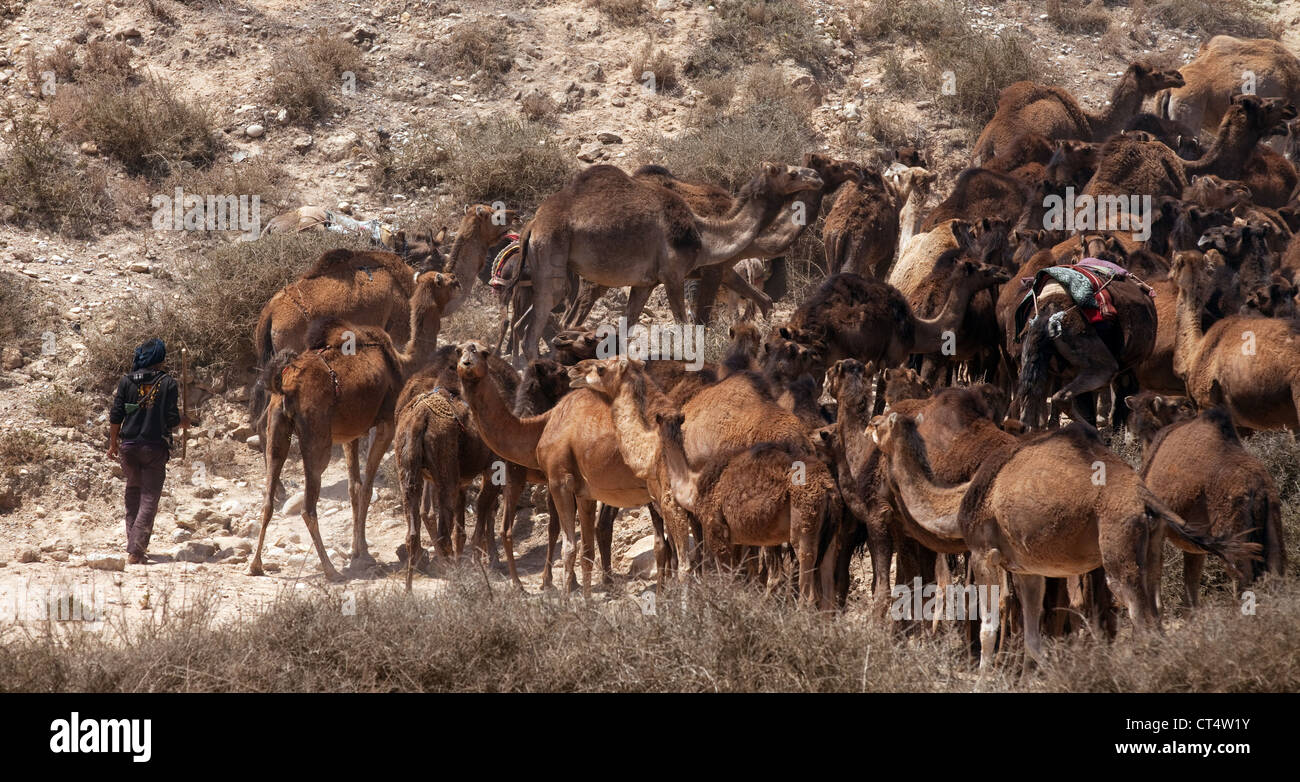Berber camels hi-res stock photography and images - Alamy